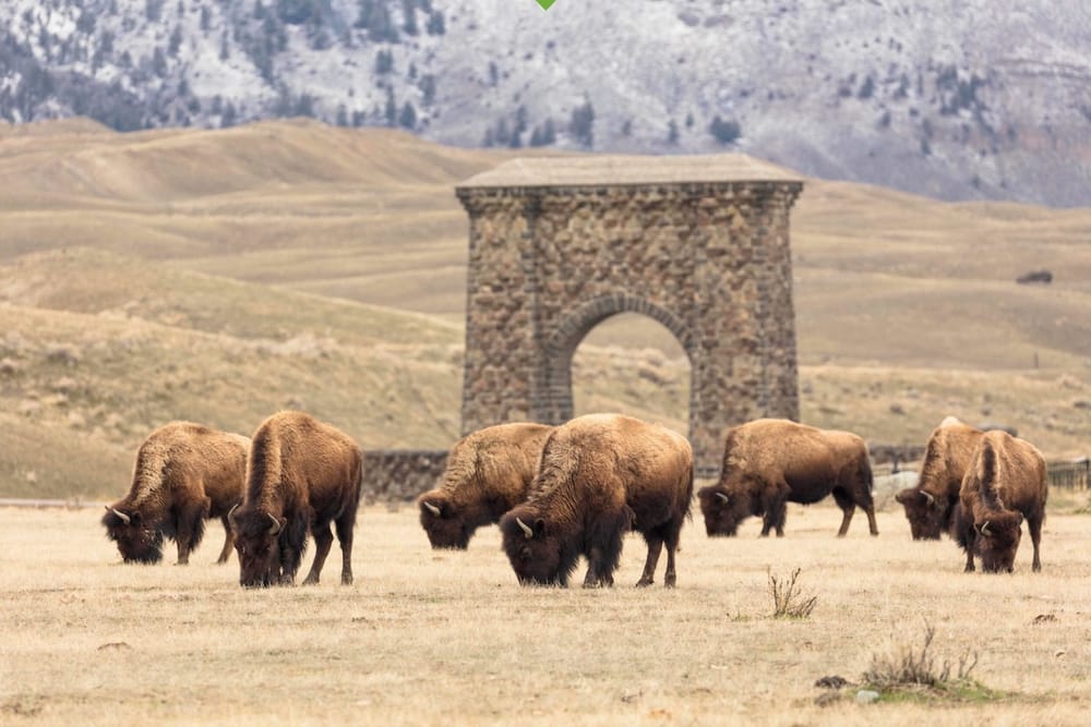 Scientists Spent 6 Years Tracking Yellowstone's Great Bison Migration ...
