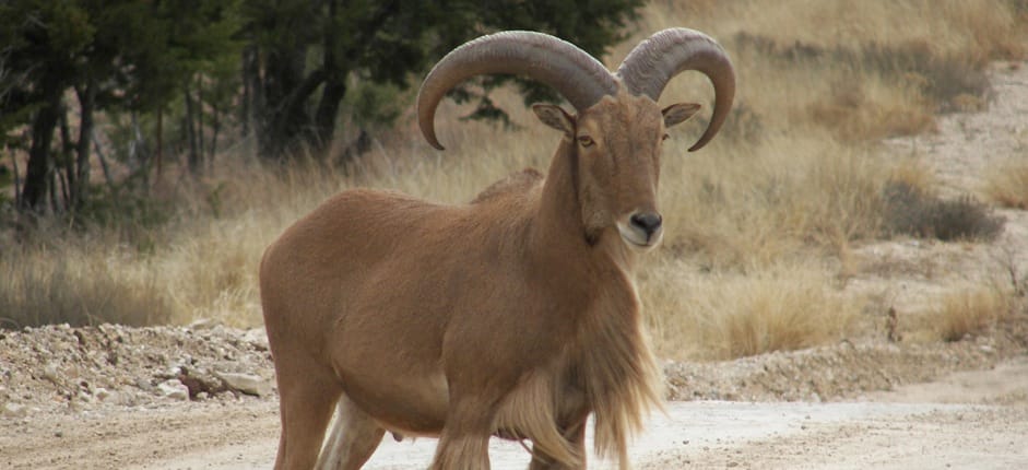 The Role of Aoudad in Restoration of High-Desert Mountain Wildlife and ...