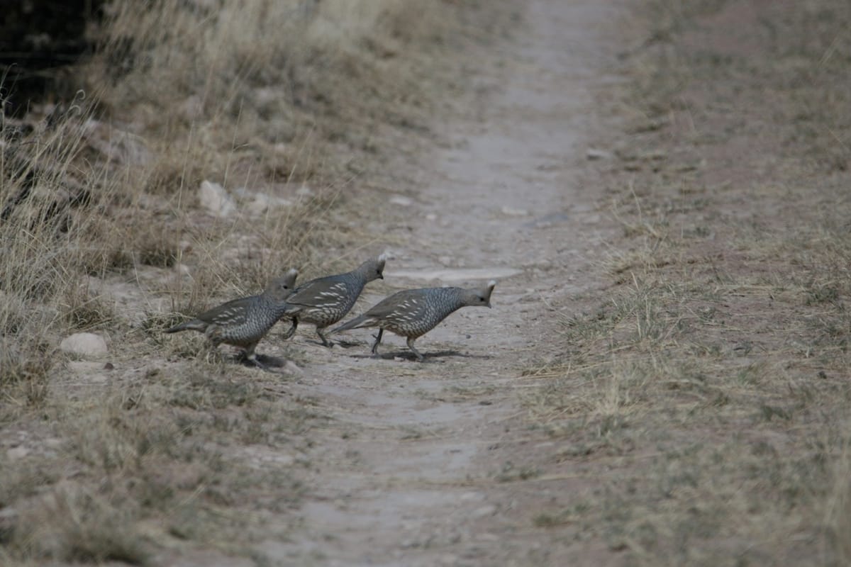 Excellent Numbers Highlight Quail Season