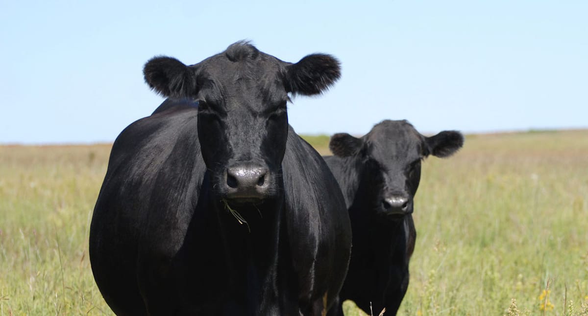 Aberdeen Angus Cattle: America's Most Popular Breed