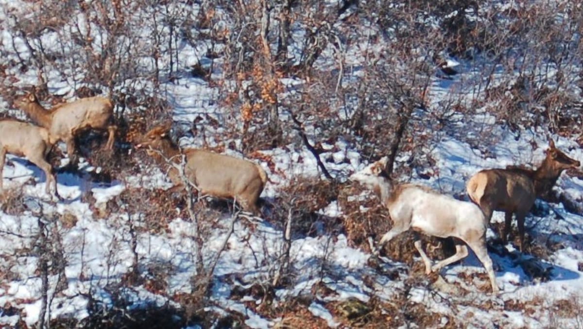 A Rare Piebald Cow Elk is Spotted in Colorado by a Wildlife Biologist
