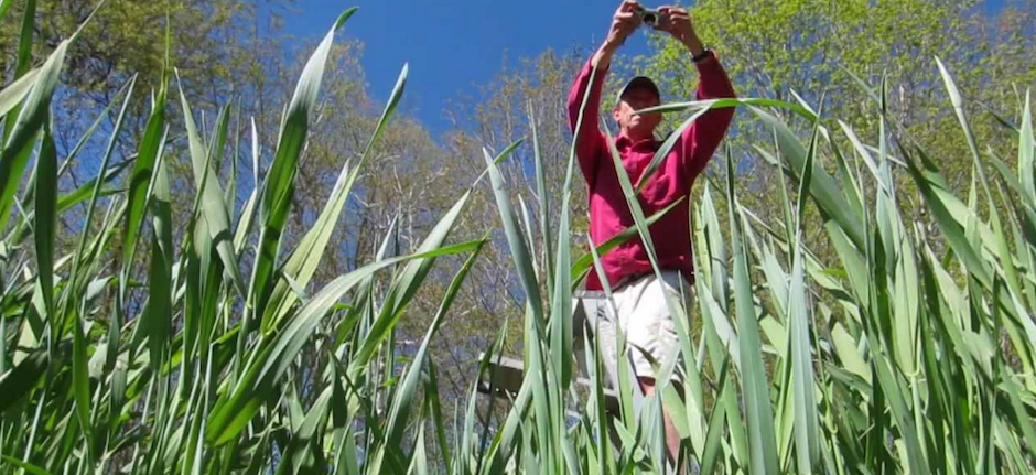 Cover Crops, a Farming Revolution With Deep Roots in the Past