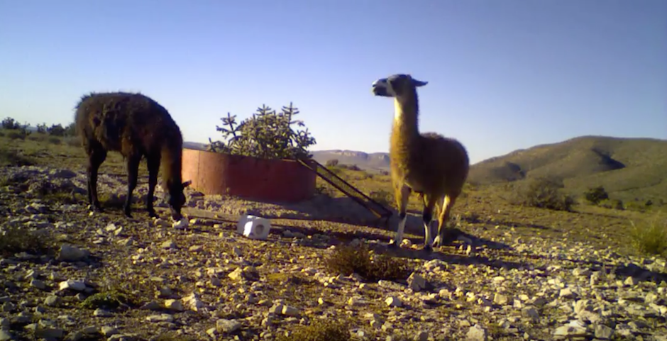 Circle Ranch Game Camera Videos