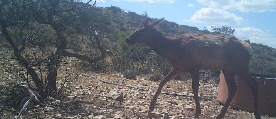 Early Summer 2016 - Game Cameras