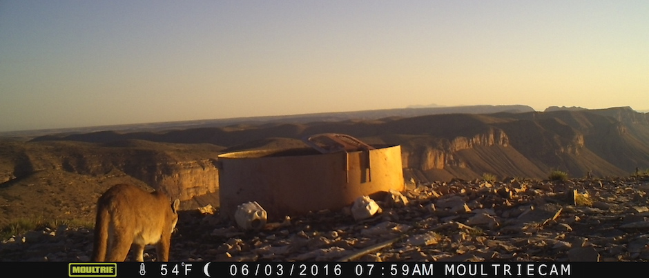 Mid-Summer 2016 Game Cameras