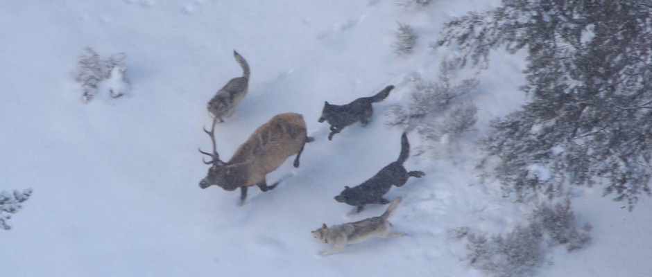 Lessons from the Wild Lab at Yellowstone Park