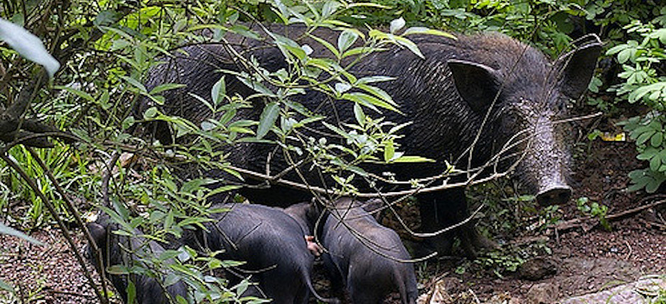 Texas House Orders Study Before Using Poison on Feral Hogs