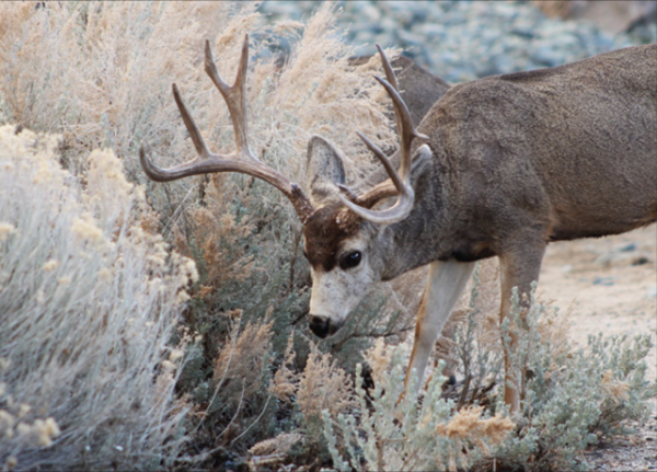 What We Know About Mule Deer Subspecies